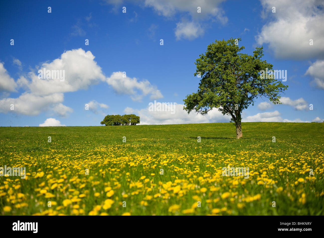 Dandelions fields hi-res stock photography and images - Alamy