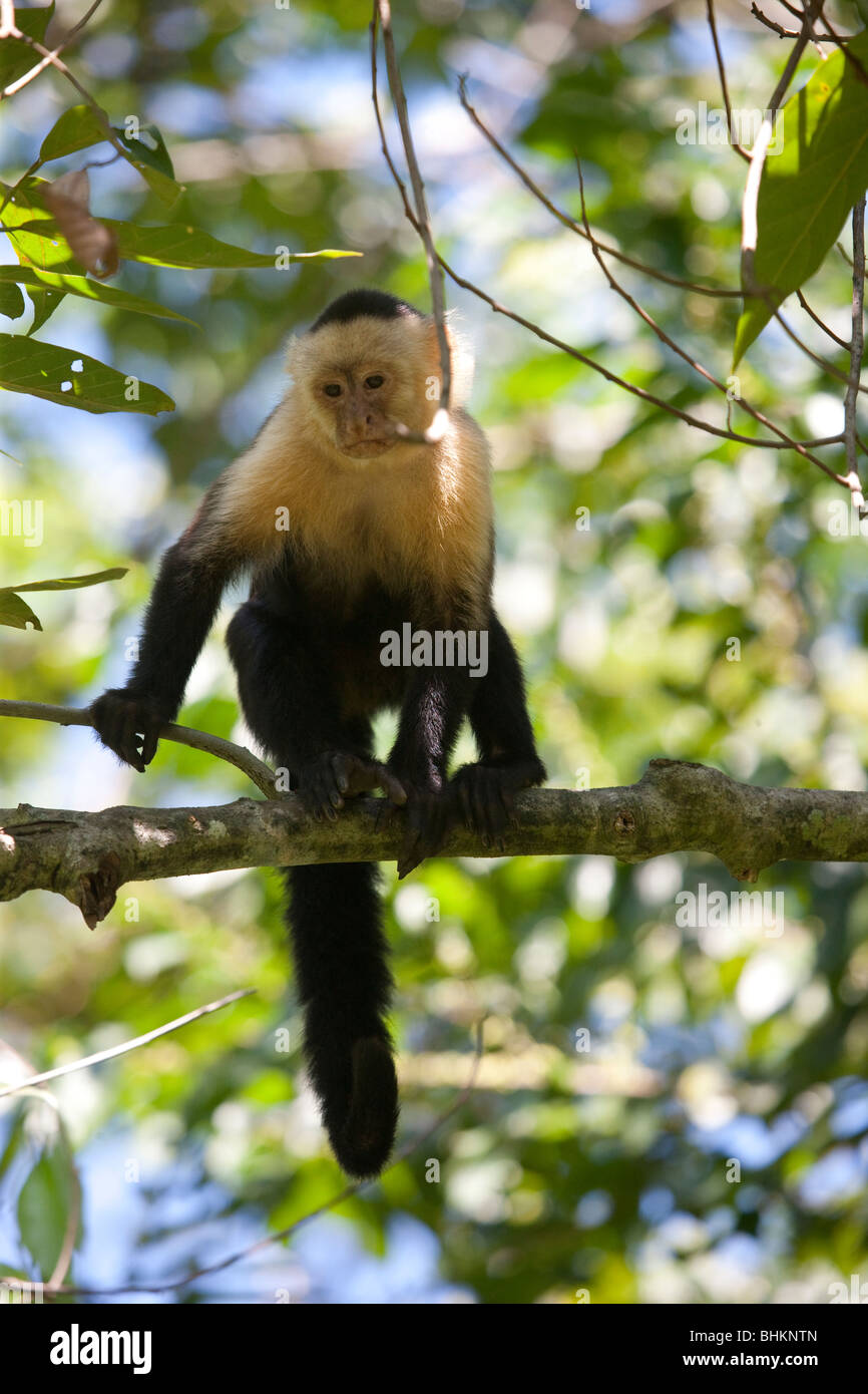 White-headed Capuchin Monkey at Hacienda Baru, Costa Rica Stock Photo ...