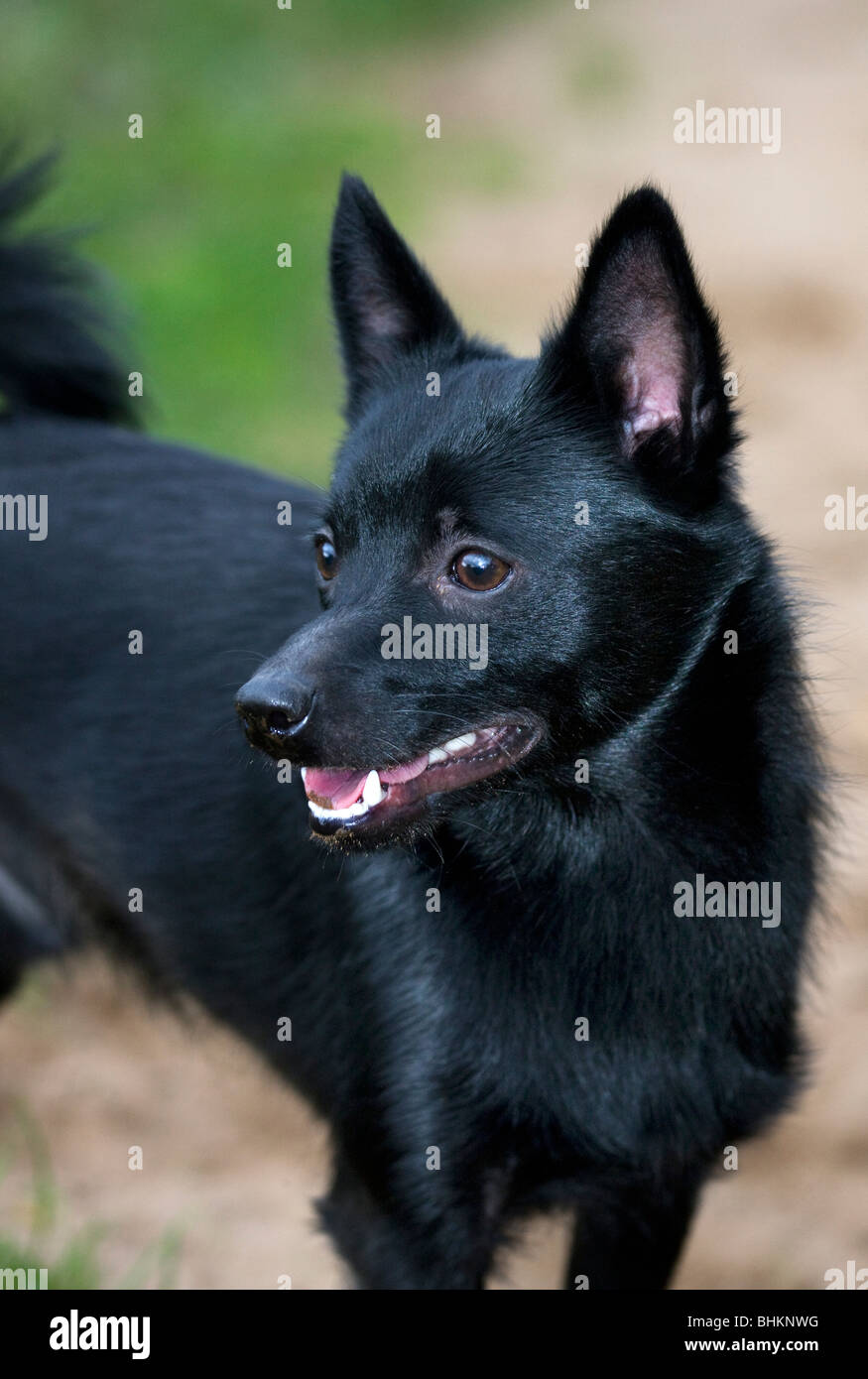 Is A Schipperke The Right Dog For You