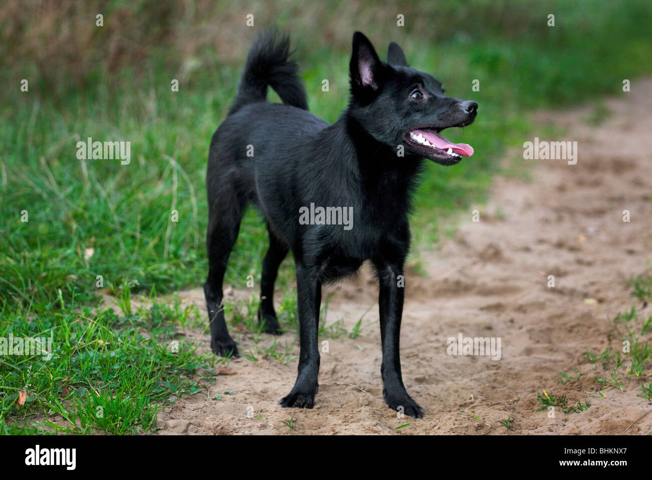White Schipperke Mix