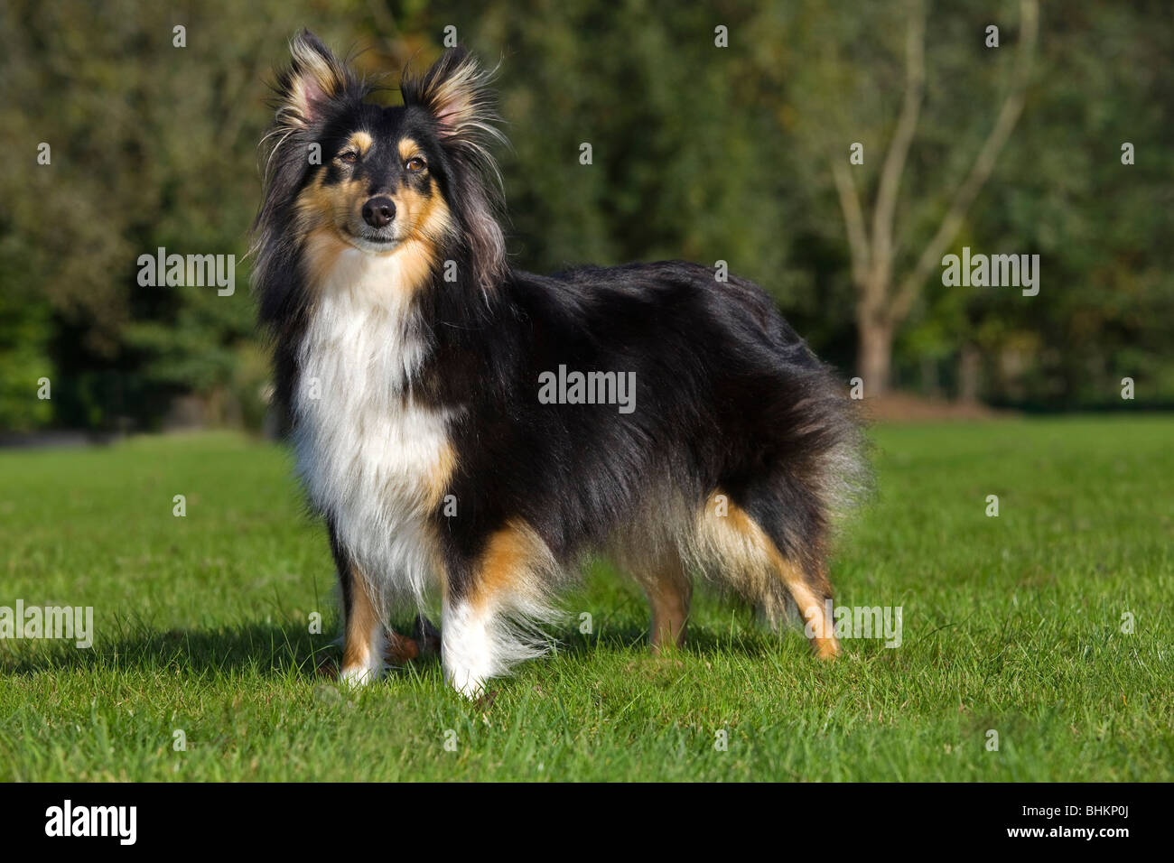 Shetland collie hi-res stock photography and images - Alamy