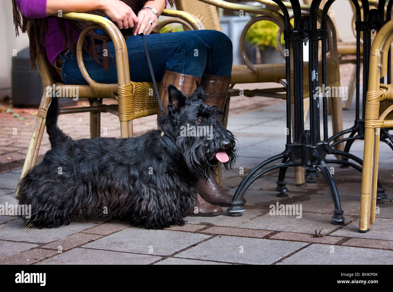 Scottish terrier hi-res stock photography and images - Alamy