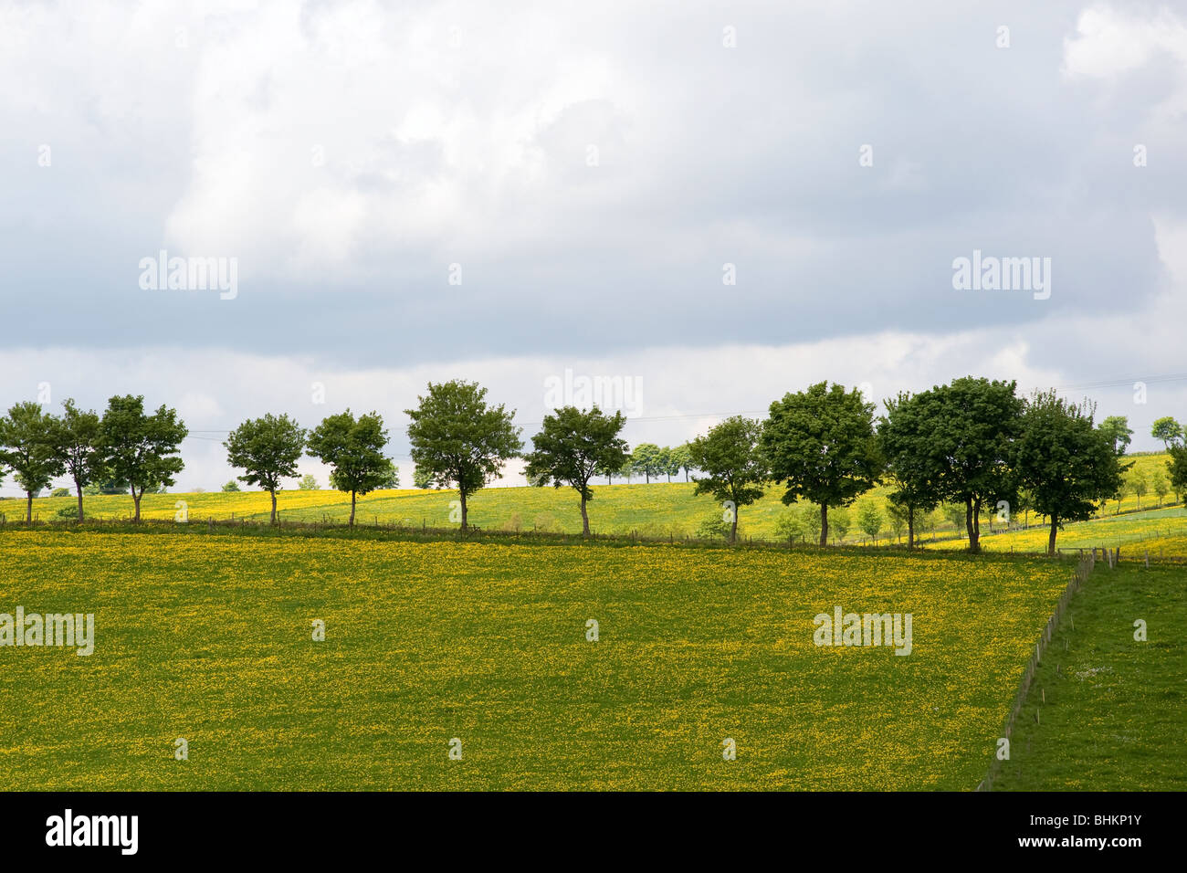 Tree in landscape Stock Photo - Alamy