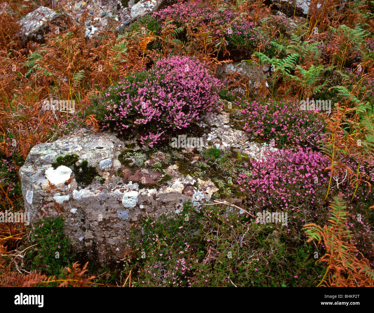 Rocks & Heather - Iona Stock Photo - Alamy