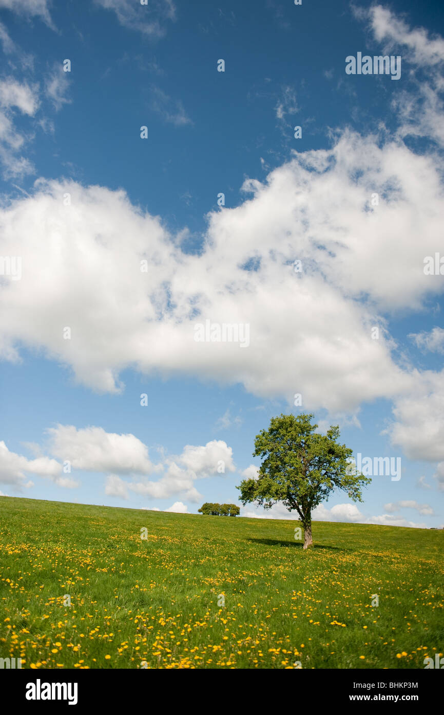 Tree in landscape Stock Photo - Alamy