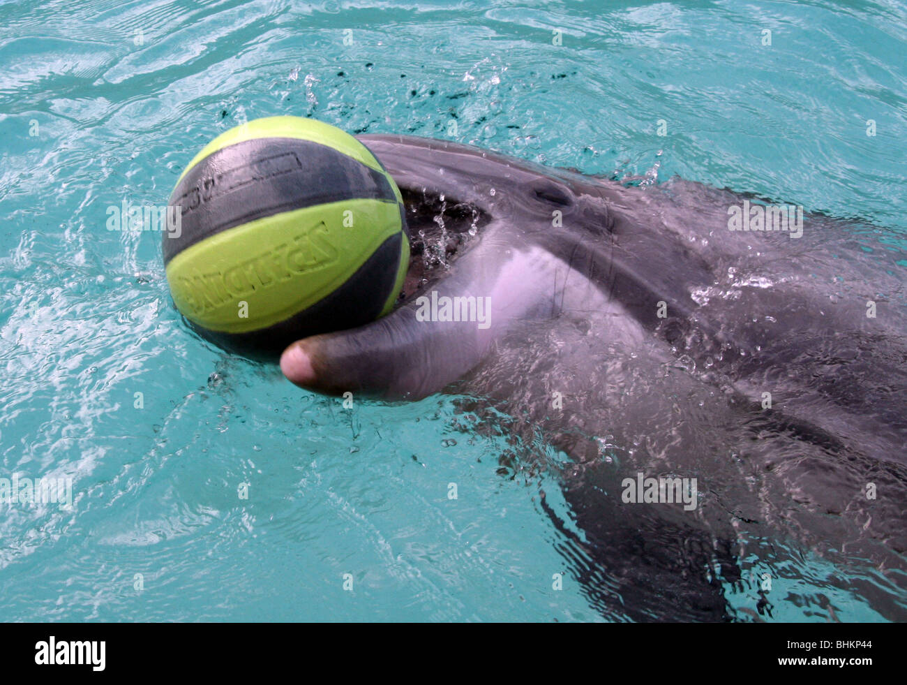 Seaworld orlando dolphin hi-res stock photography and images - Alamy
