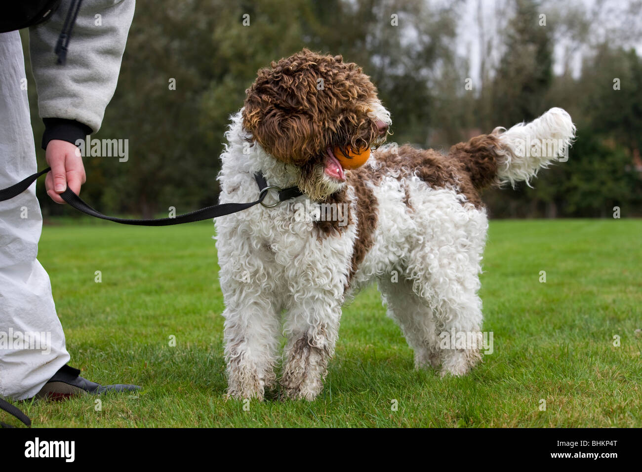 Is The Spanish Water Dog Legal In Maldives