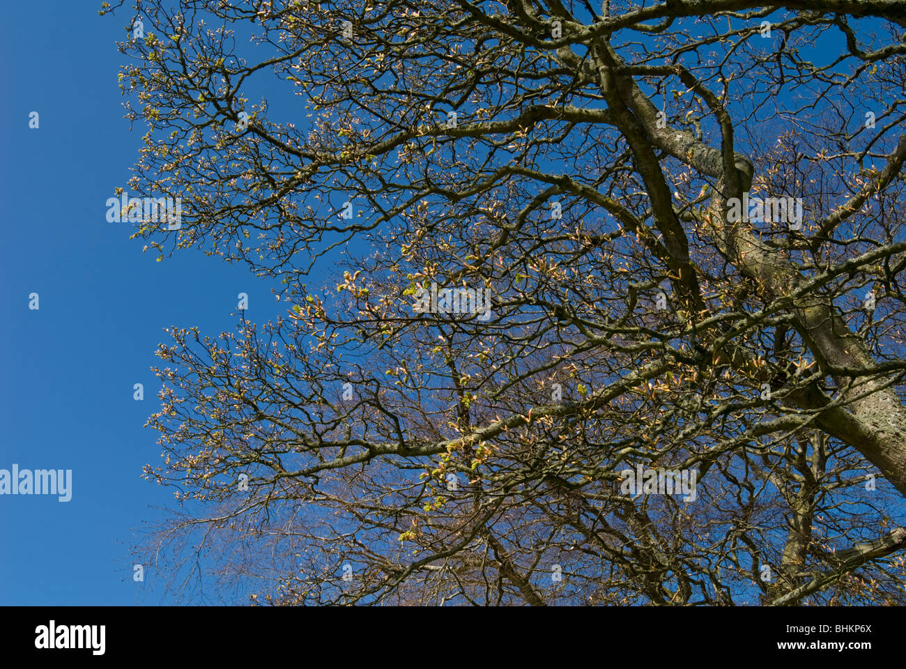 Ree branches hi-res stock photography and images - Alamy