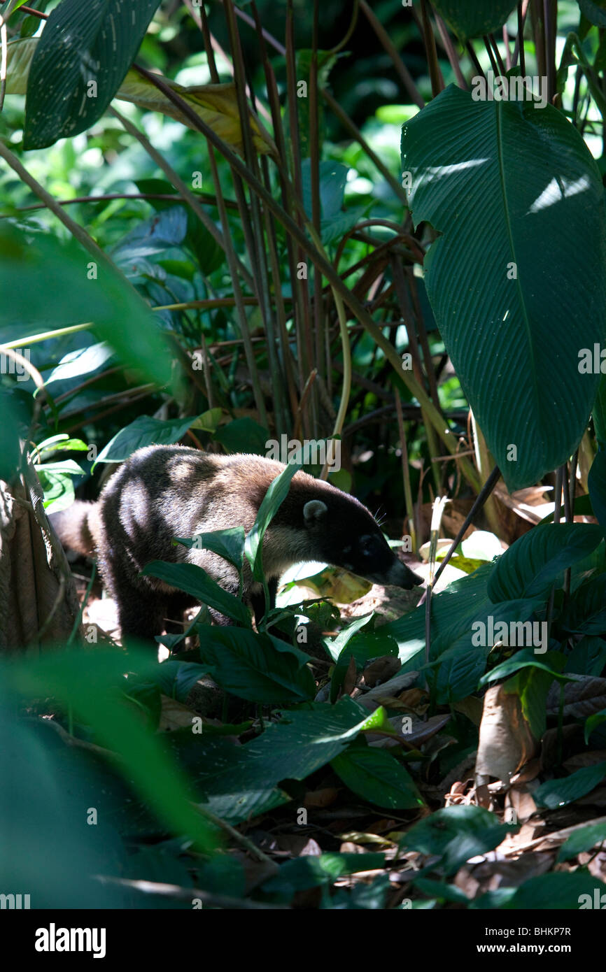 Costa rican raccoon hi-res stock photography and images - Alamy
