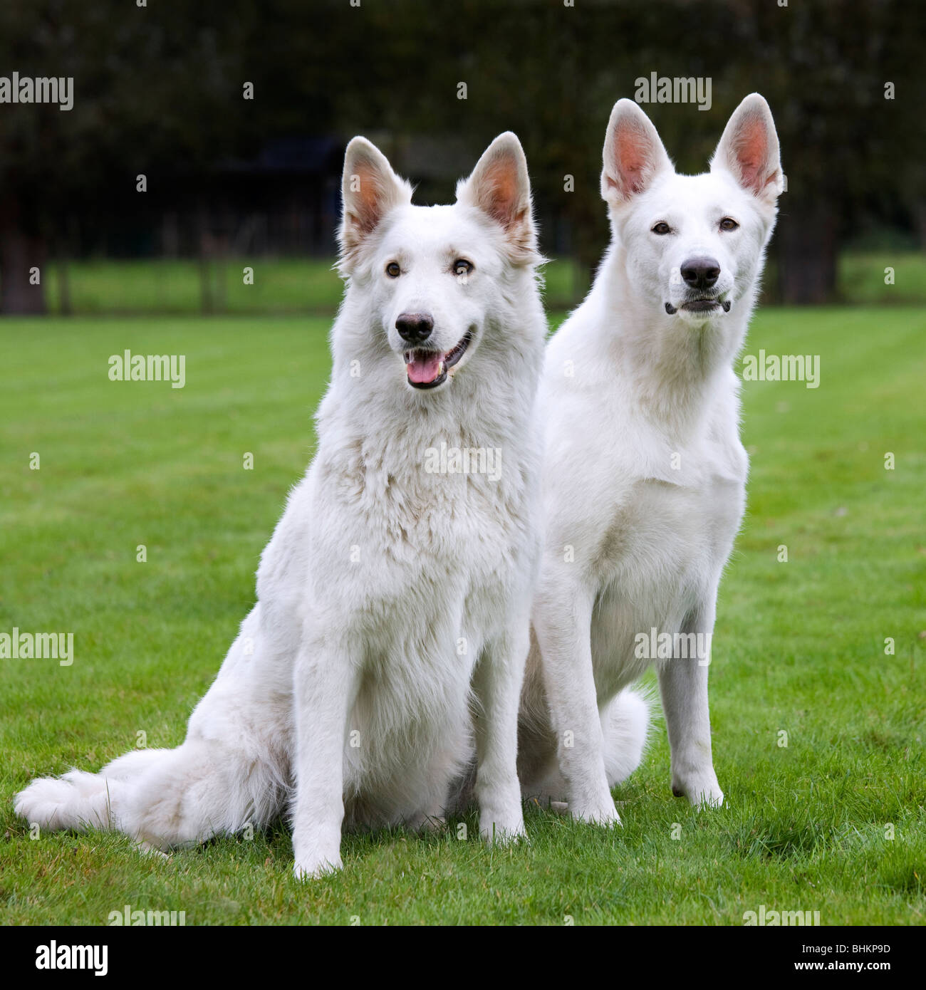 White Swiss Shepherd Dogs High Resolution Stock Photography and Images ...