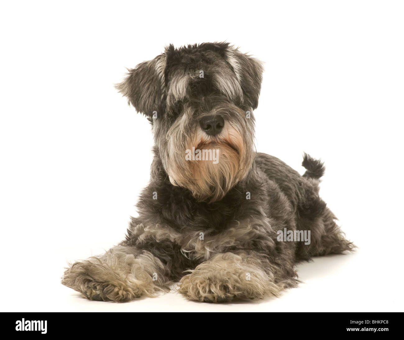 German wirehaired terrier hi-res stock photography and images - Alamy
