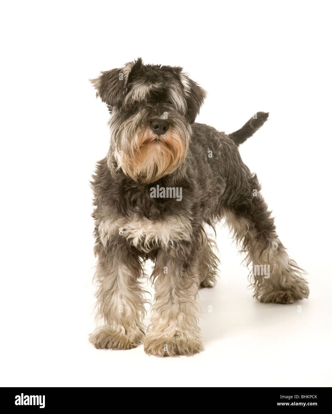 German wirehaired terrier hi-res stock photography and images - Alamy
