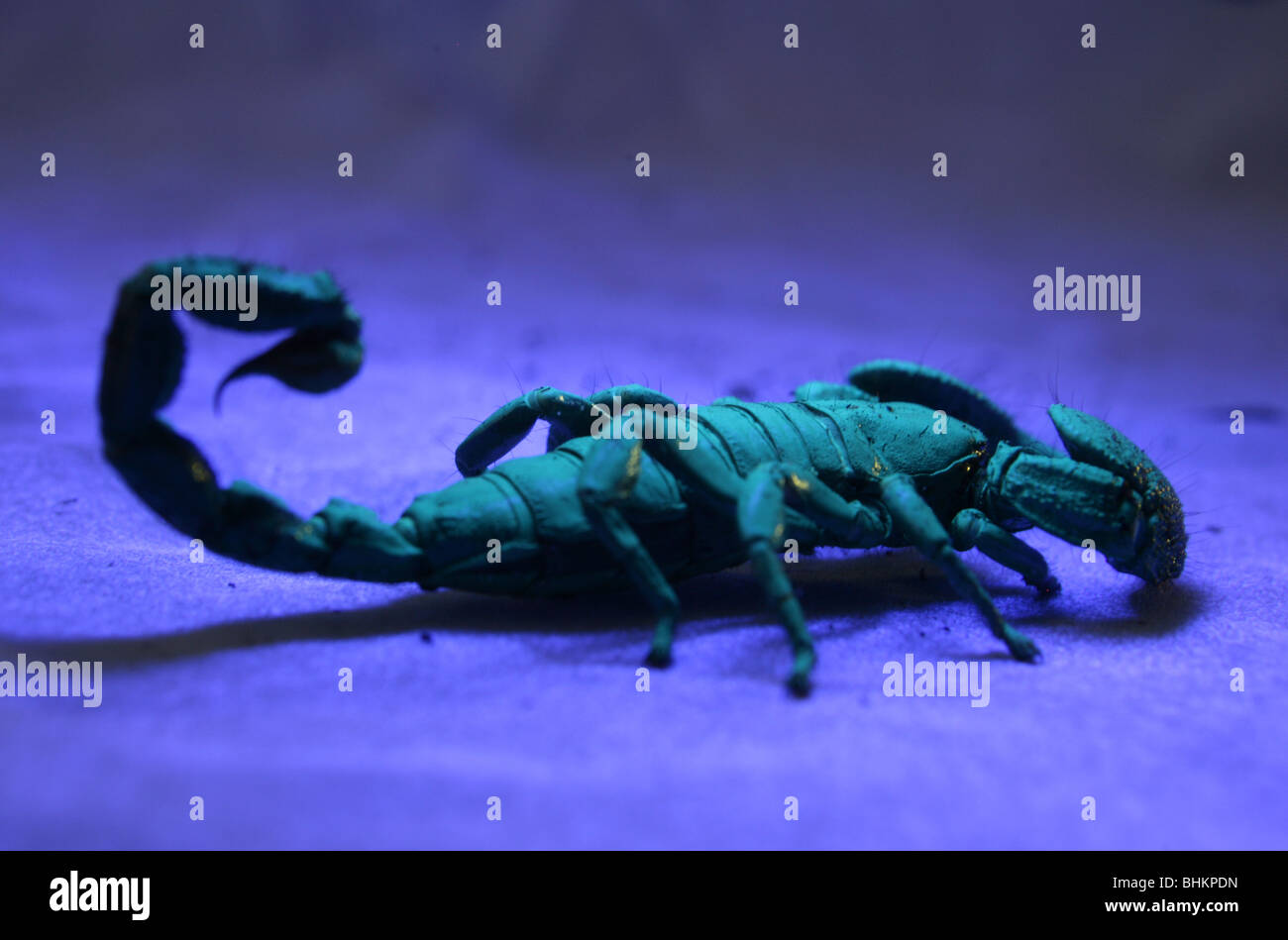 Emperor Scorpion Black Light