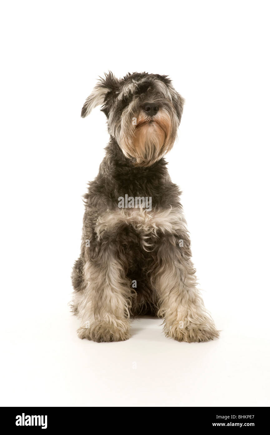 German wirehaired terrier hi-res stock photography and images - Alamy