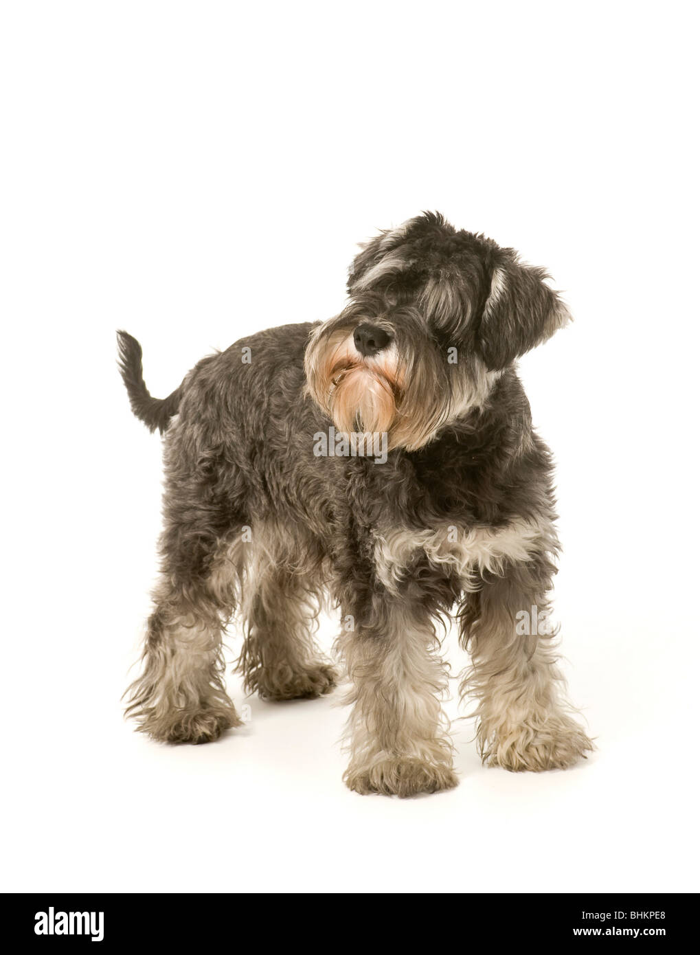 Salt and Pepper coloured Miniature Schnauzer dog standing on white ...