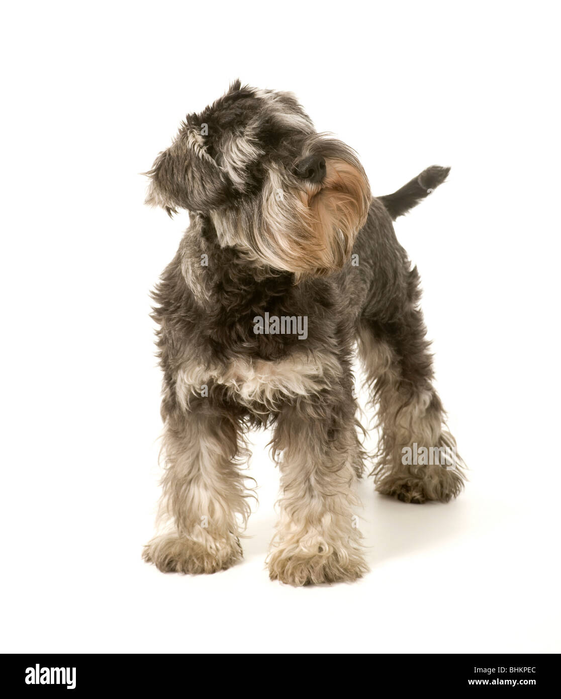Salt and Pepper coloured Miniature Schnauzer dog standing on white ...