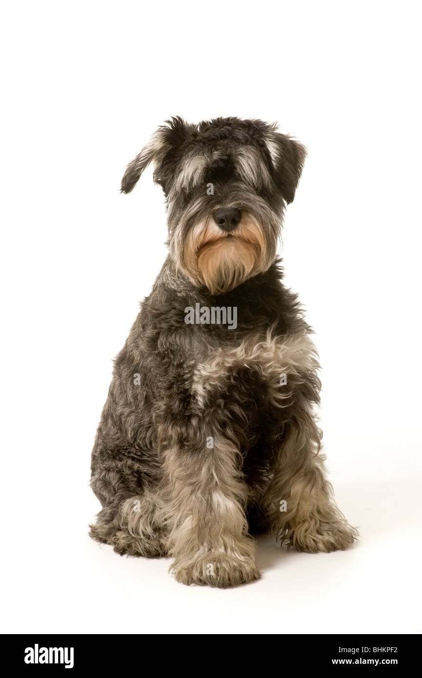 German wirehaired terrier hi-res stock photography and images - Alamy