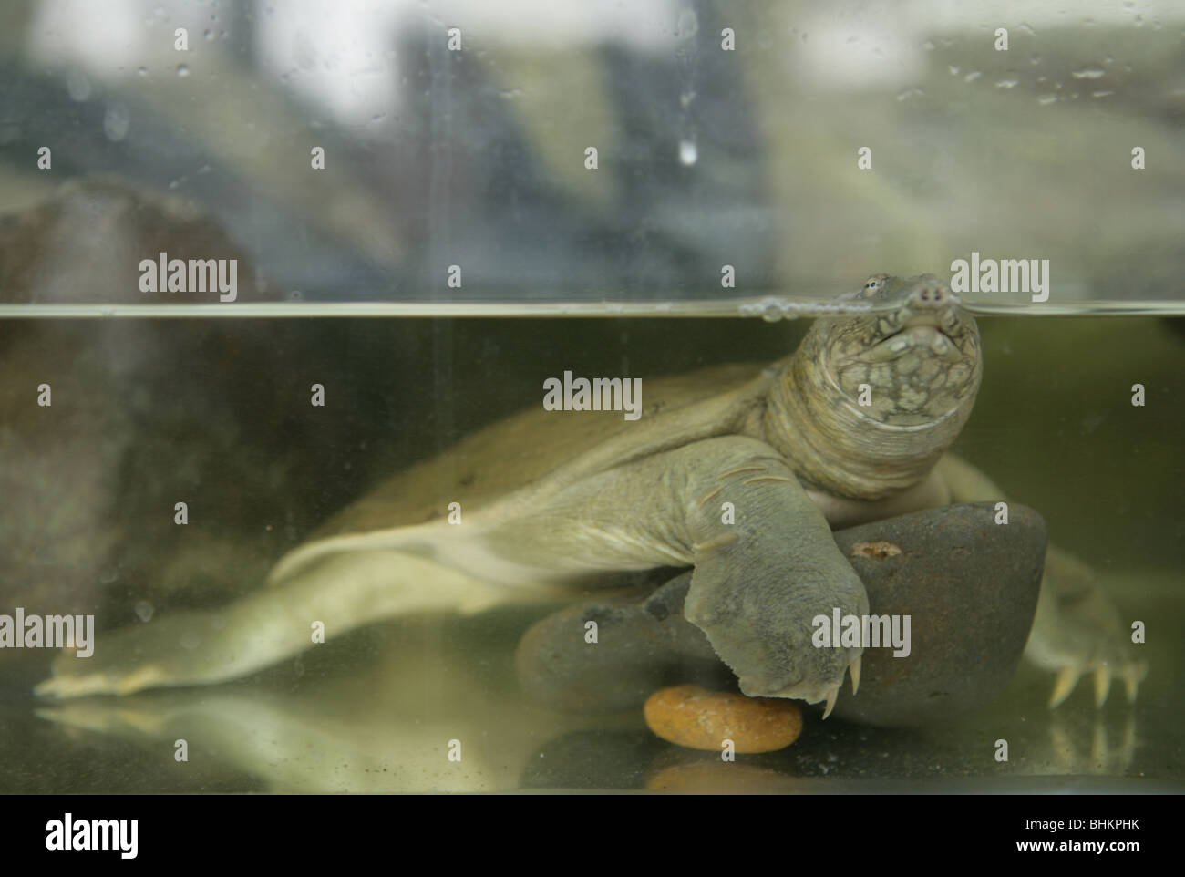 Chinese Soft Shelled Turtle Pelodiscus sinensis Portrait of single ...