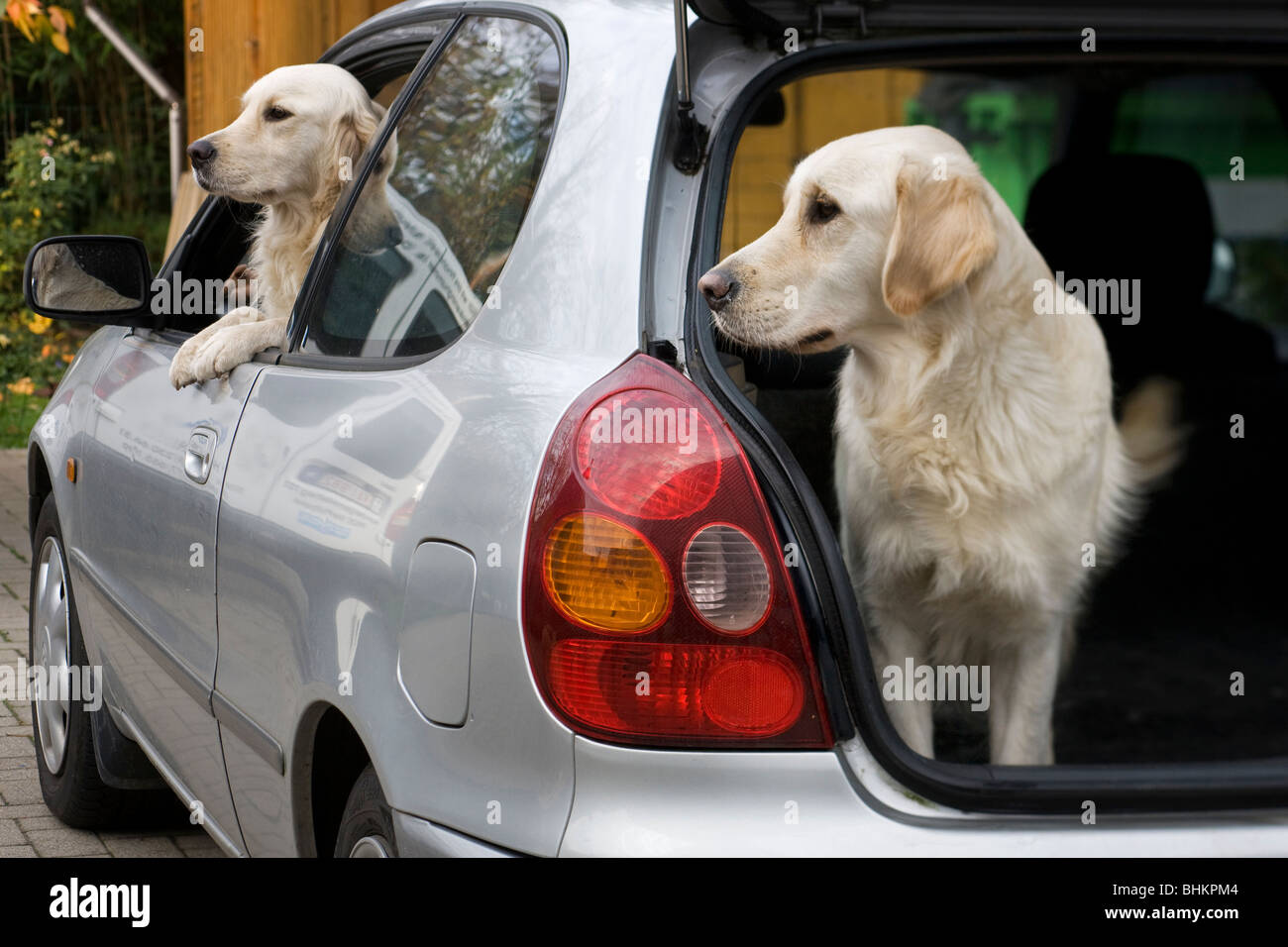 Golden retrievers in car hi-res stock photography and images - Alamy