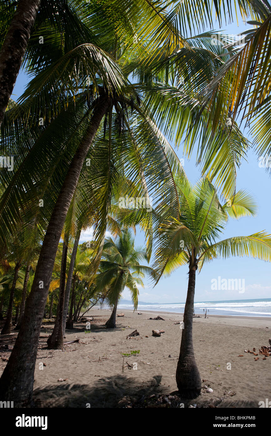 Matapalo Beach, Puntarenas, Costa Rica Stock Photo - Alamy