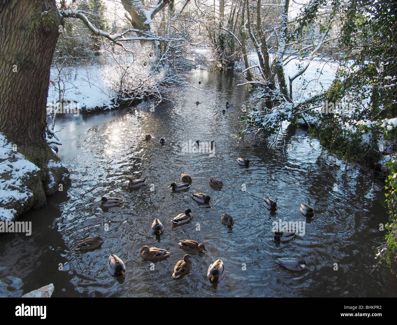 snow. snowy cold winter wintry frost frosty freezing covering covered ...