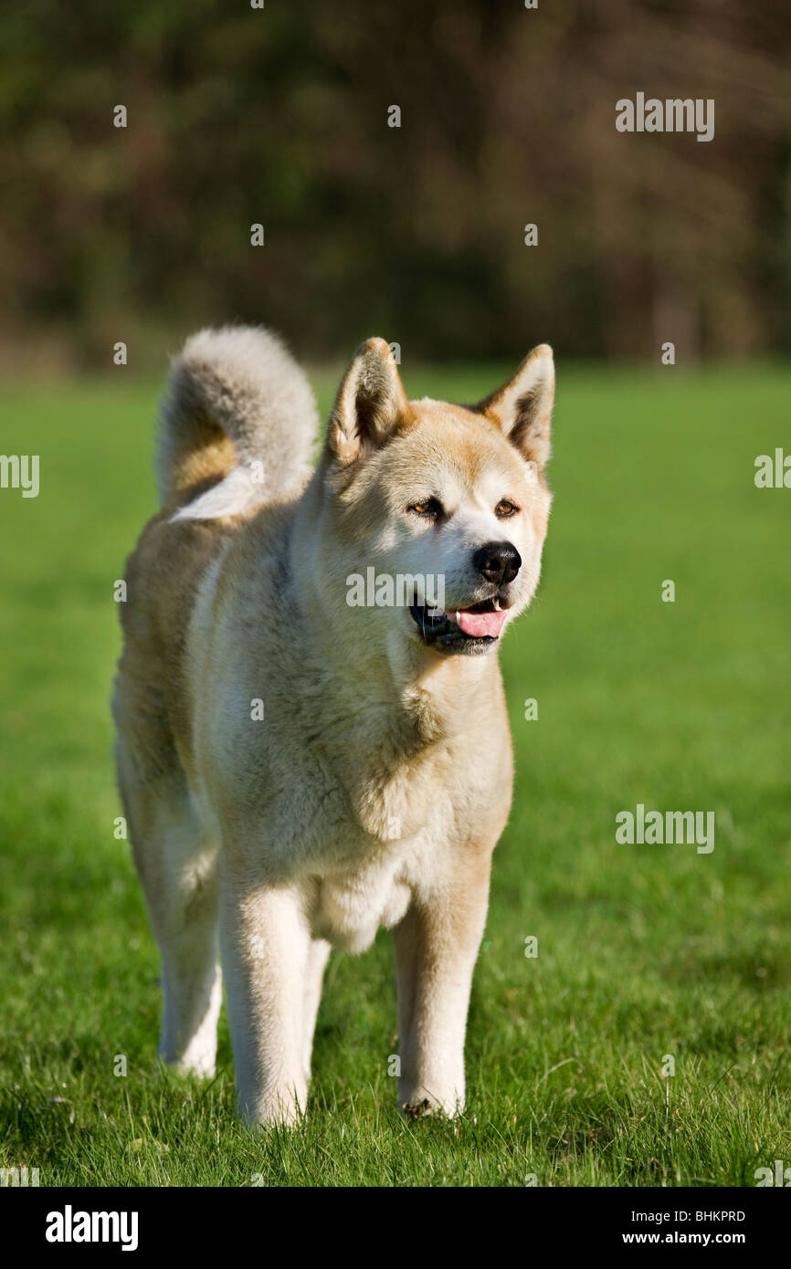 Akita Inu / Japanese Akita / Akita-ken (Canis lupus familiaris) in ...
