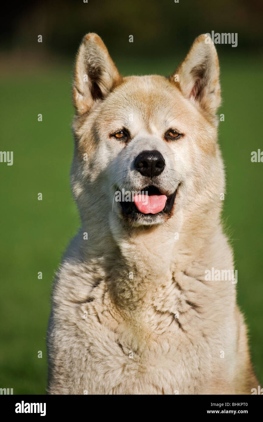 Akita hi-res stock photography and images - Alamy