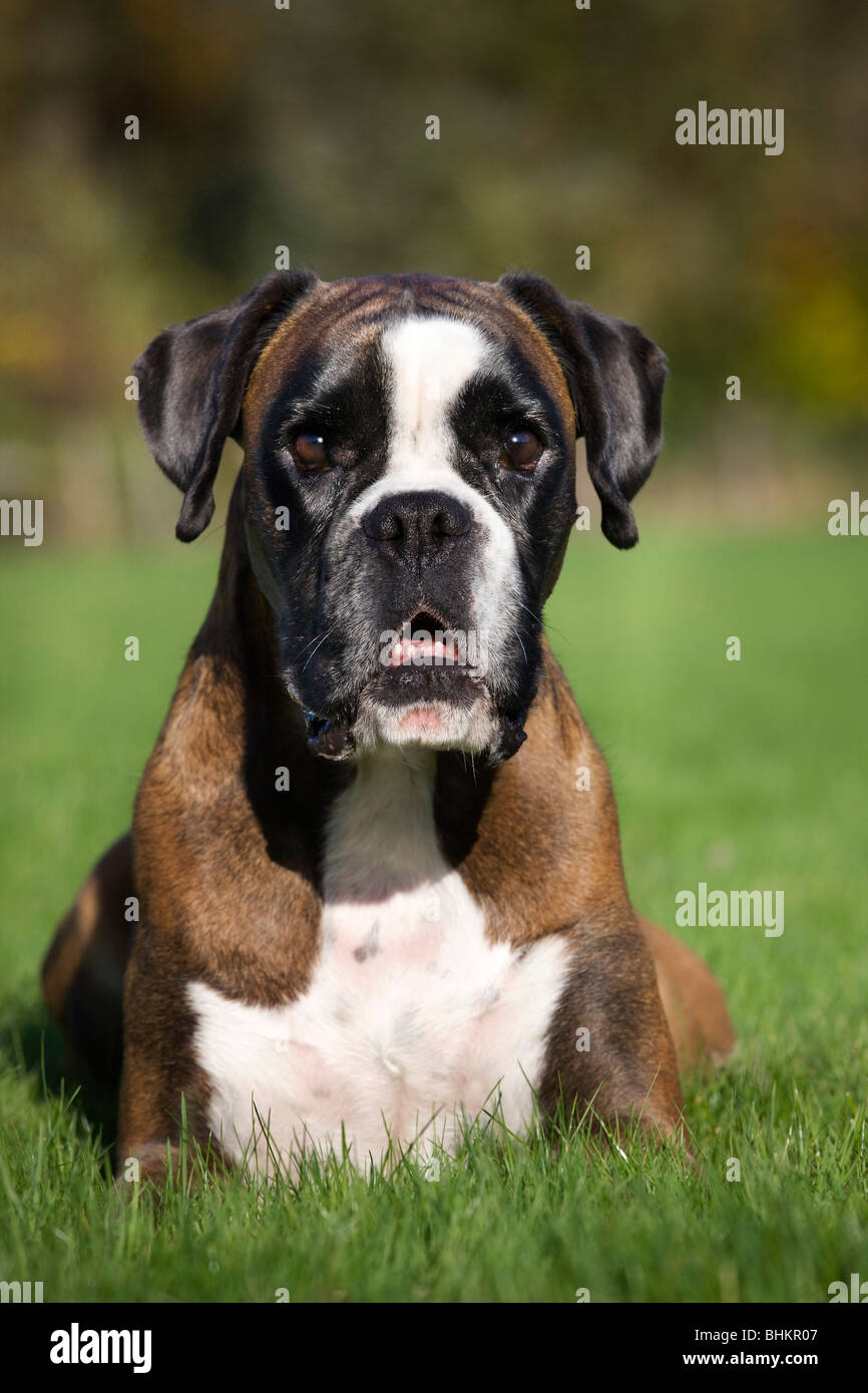 Boxer dog portraits hi-res stock photography and images - Alamy