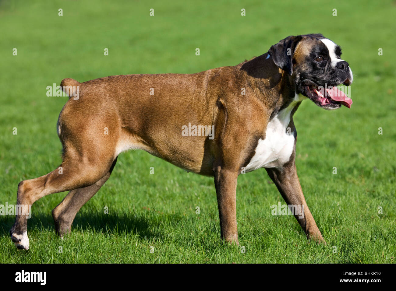 Boxer dog (Canis lupus familiaris) in garden Stock Photo - Alamy