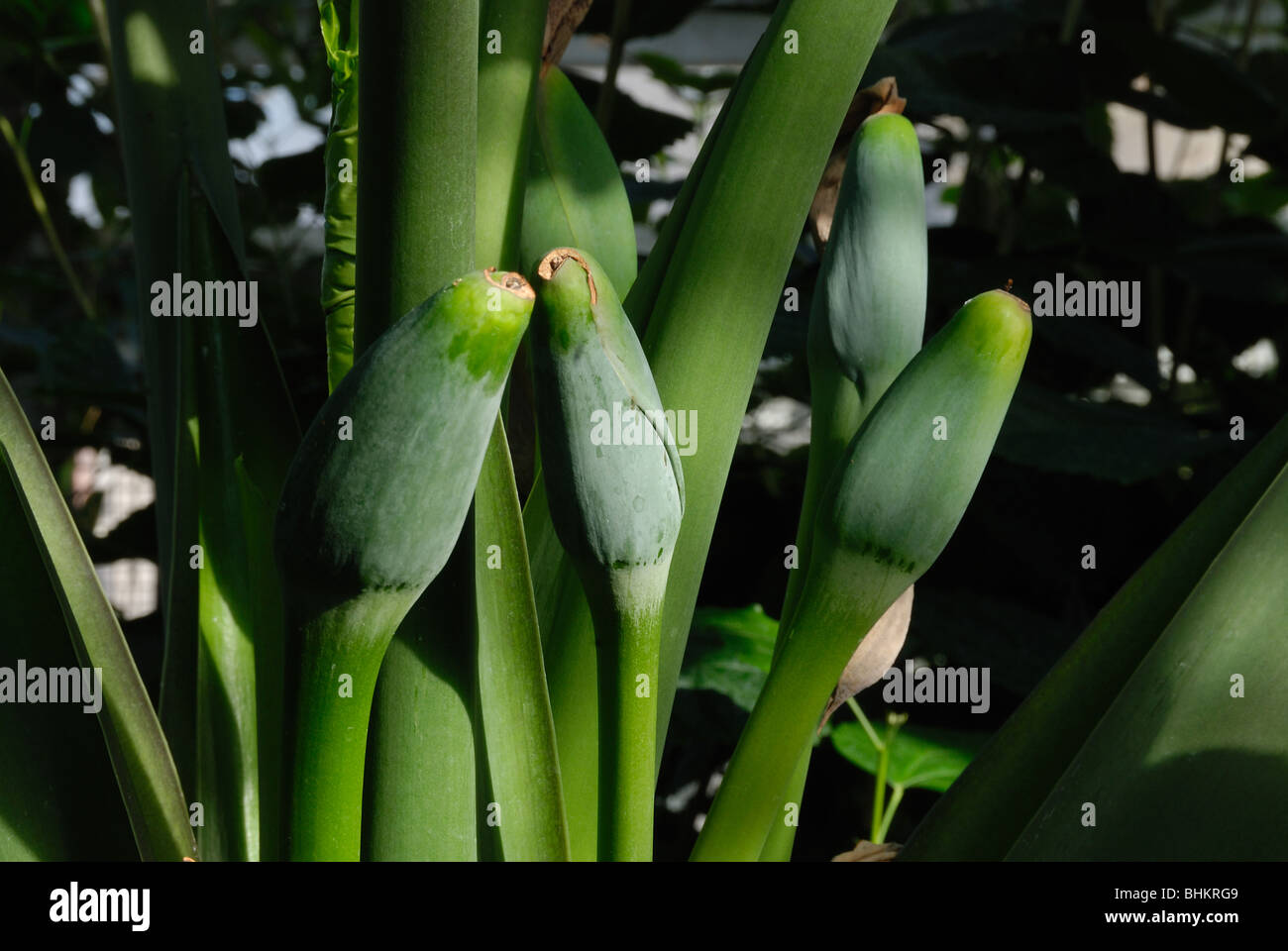 Detail of Alocasia macrorrhizos (Giant Taro) flower pods before opening ...