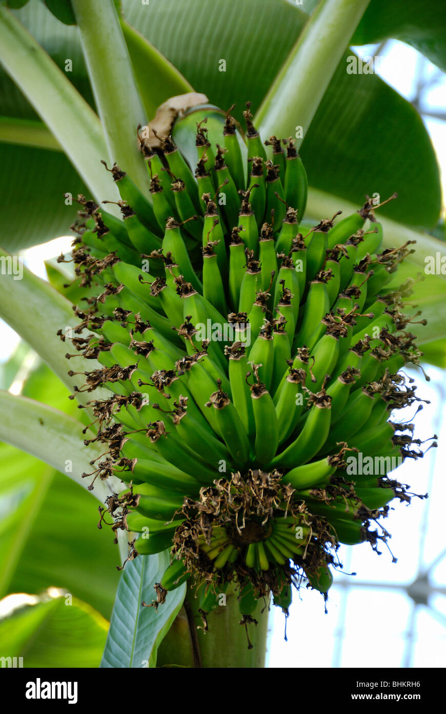 A cluster of banana fruit growing in Allen gardens in Toronto Canada ...