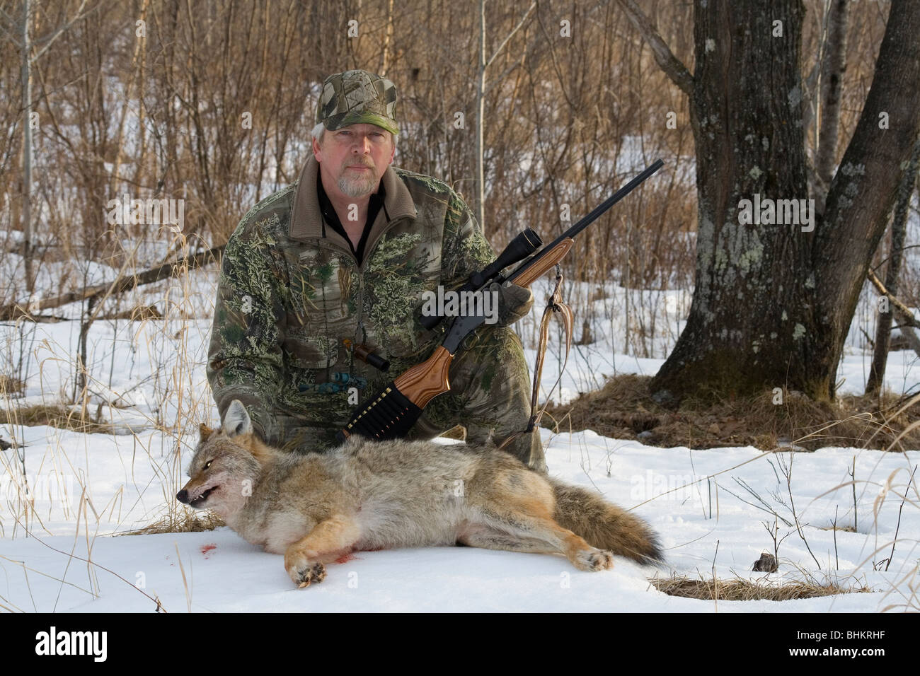 Wisconsin Coyote Stock Photos & Wisconsin Coyote Stock Images - Alamy