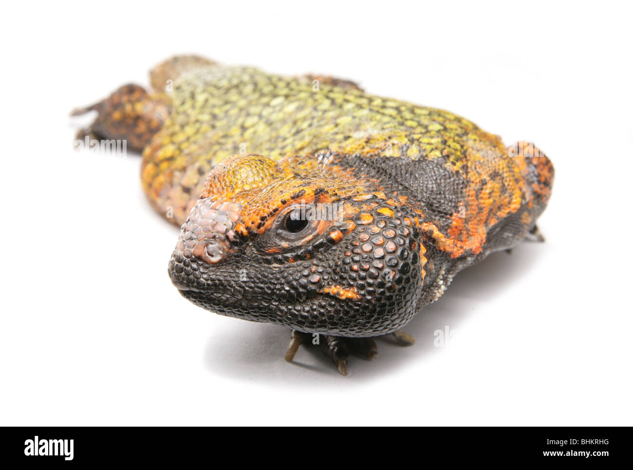 Dabb Lizard Uromastyx Portrait Single Adult Male Studio, Captive, UK ...