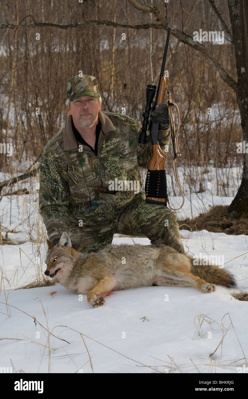 Coyote pose hi-res stock photography and images - Alamy