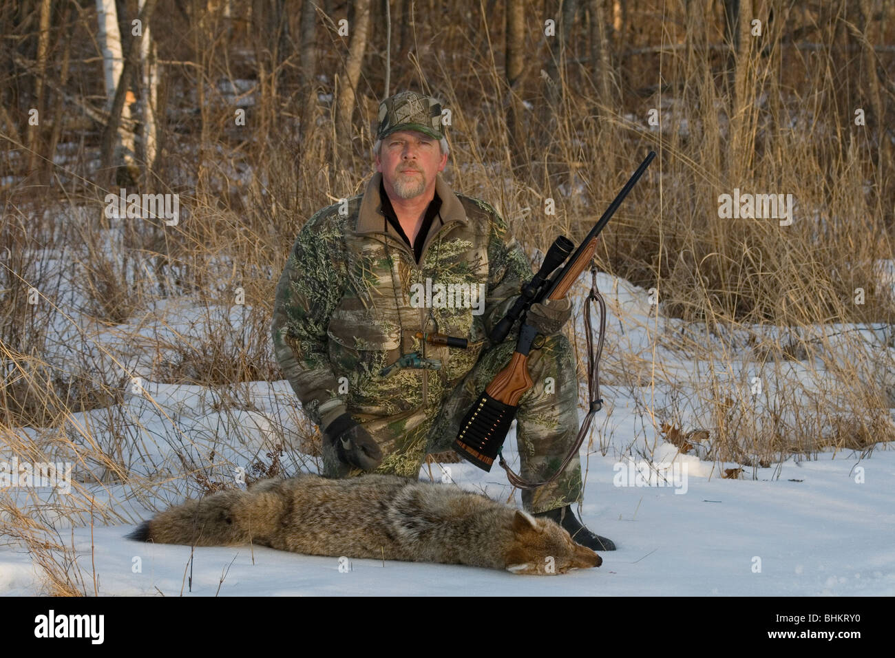 Coyote hunt hi-res stock photography and images - Alamy