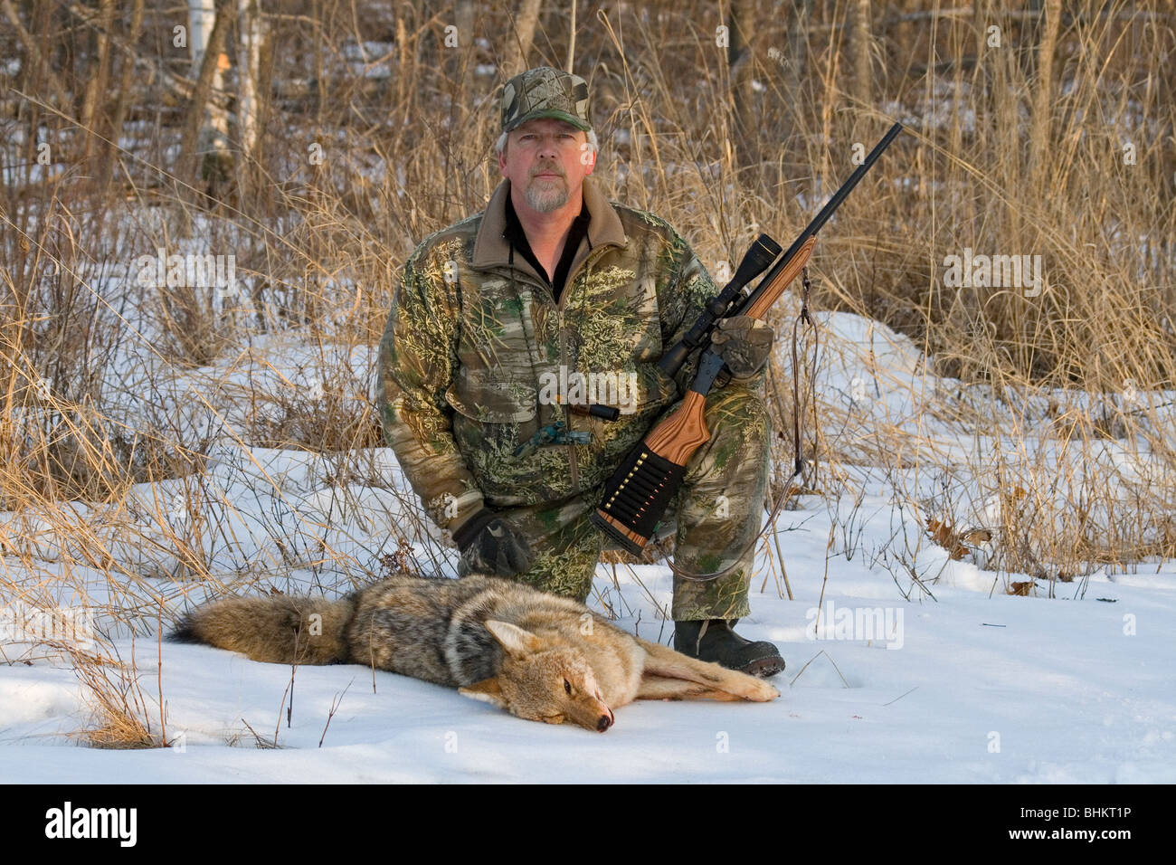 Coyote pose hi-res stock photography and images - Alamy