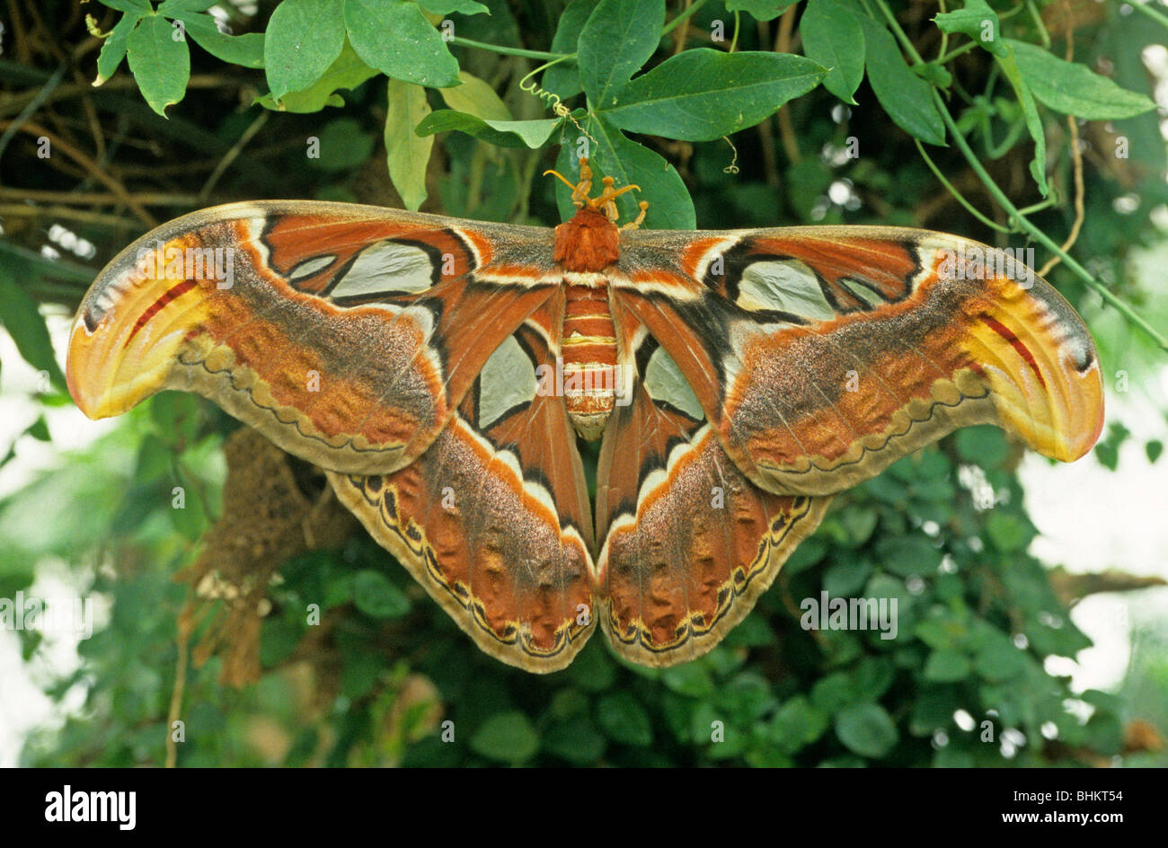 Moth captivity hi-res stock photography and images - Alamy