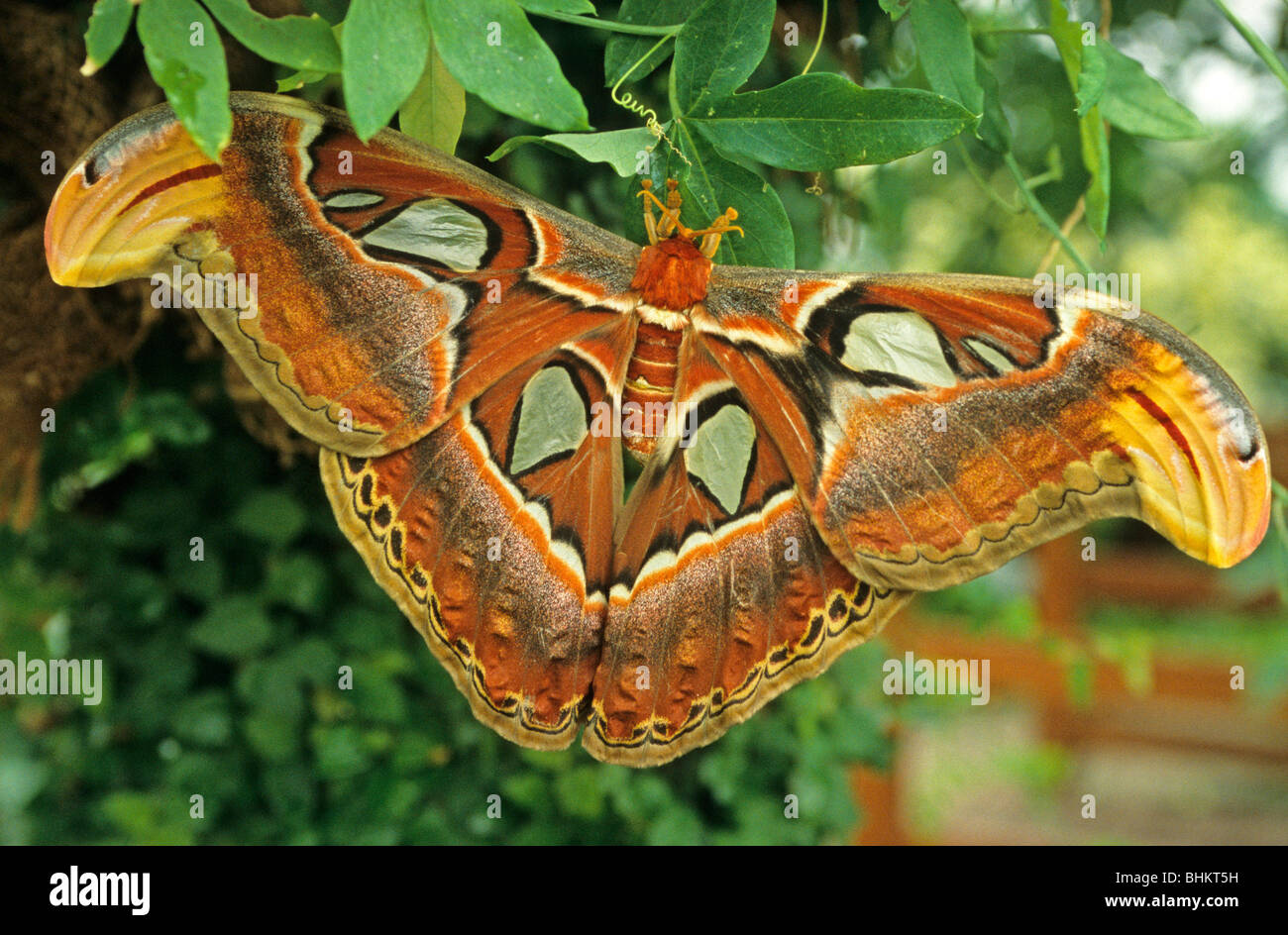 Atlas moth malaysia hi-res stock photography and images - Alamy