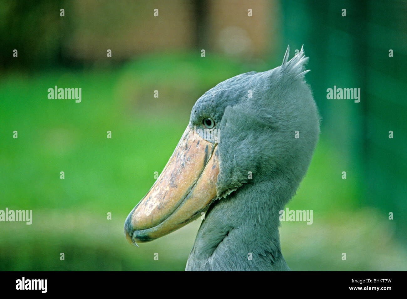 portrait of a shoebill Stock Photo - Alamy