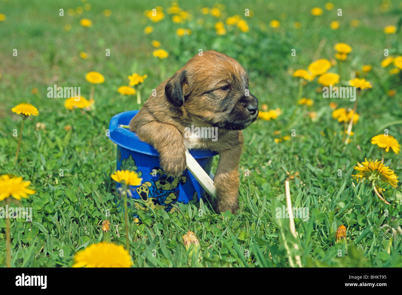 portrait of a pup in a toy bucket Stock Photo - Alamy