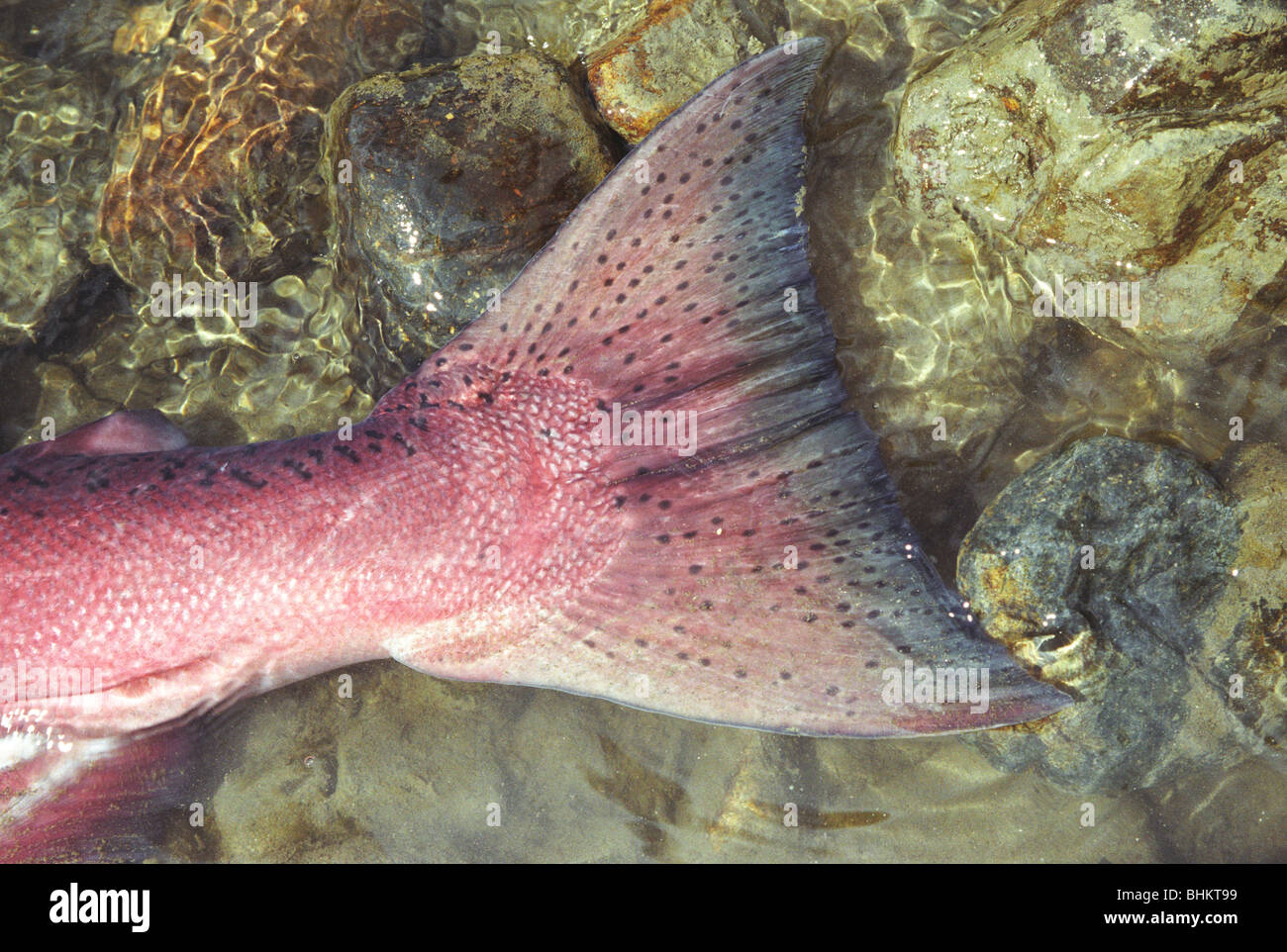 The big tail fin of a King or Chinook Salmon contrasts with the wet ...