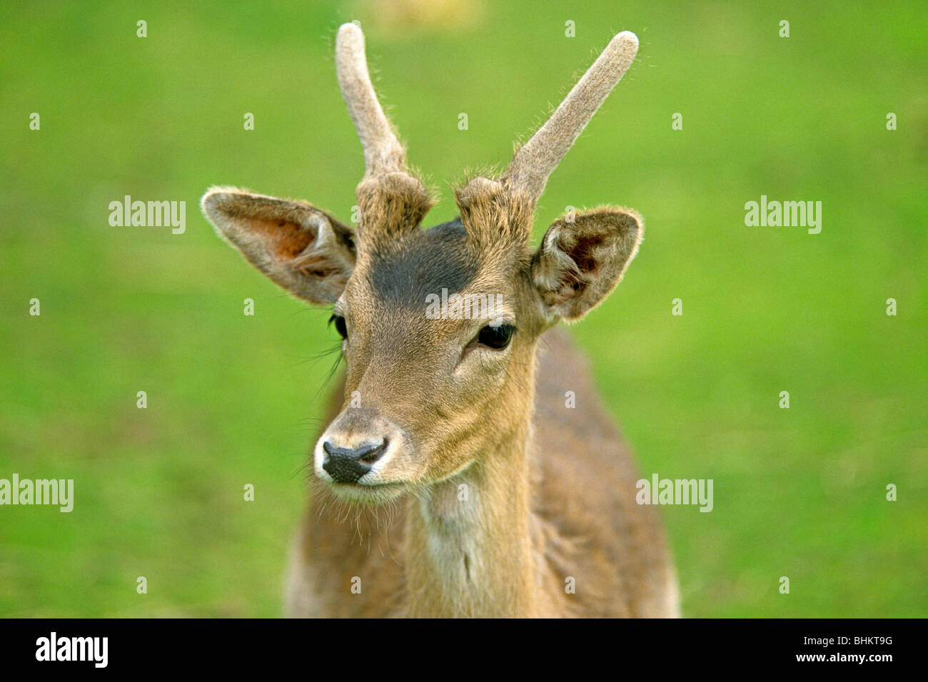 portrait of a young stag Stock Photo - Alamy