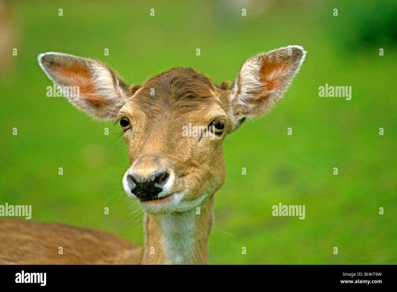 portrait of a deer Stock Photo - Alamy