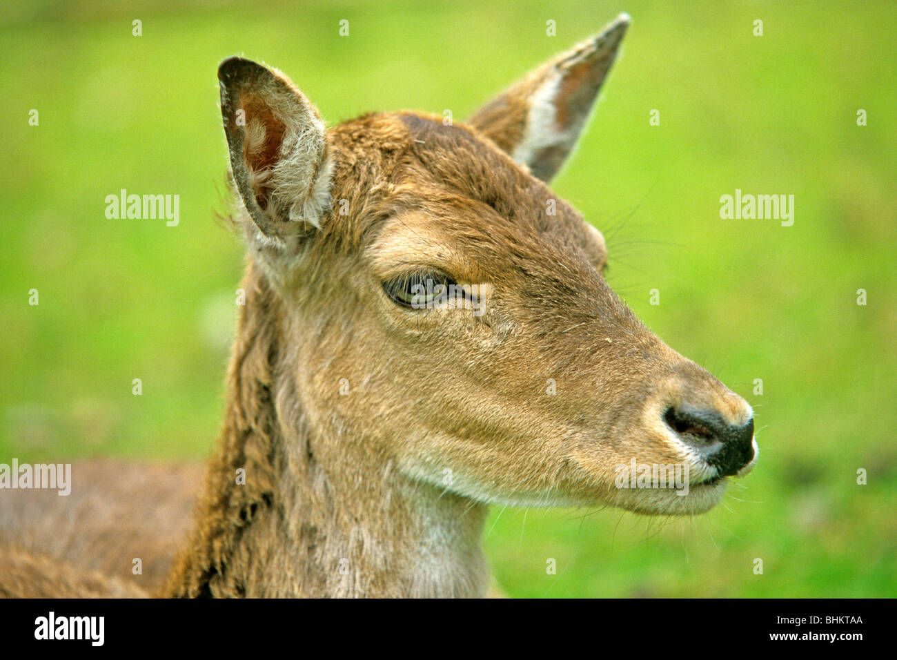 portrait of a deer Stock Photo - Alamy