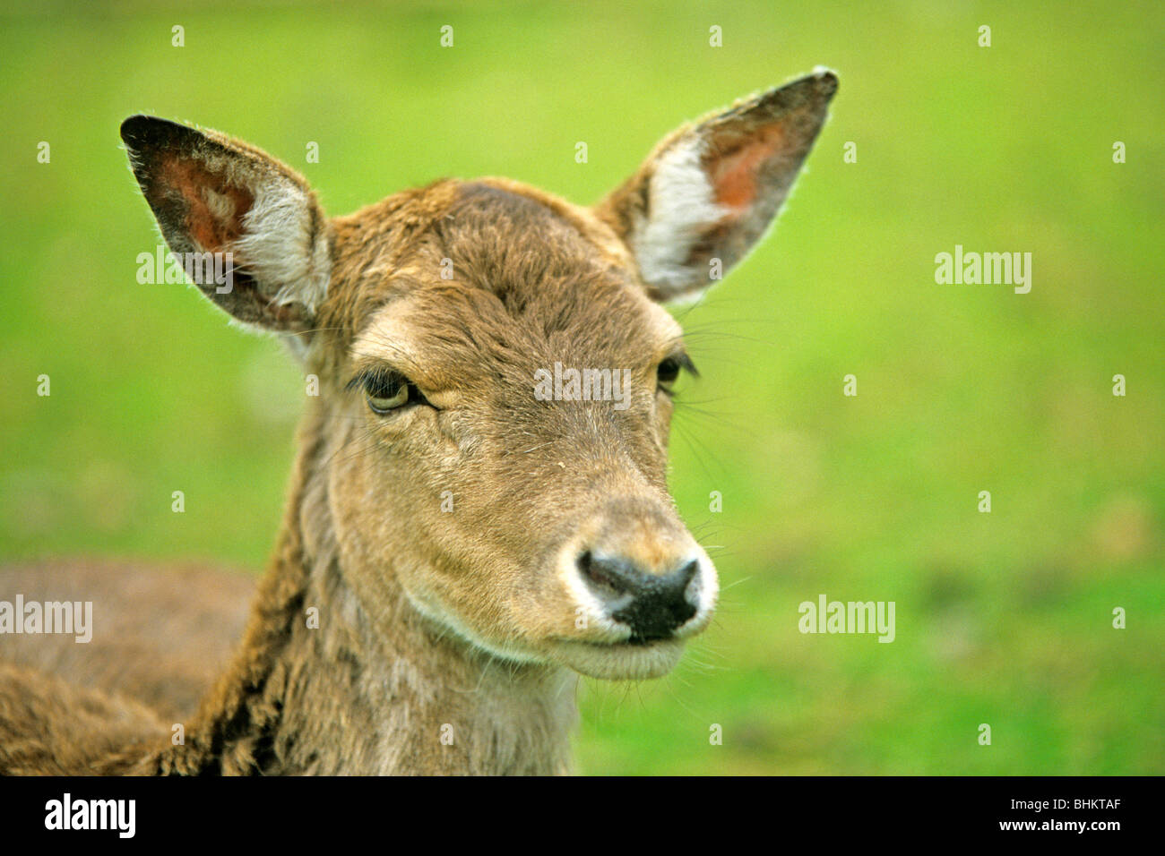 Deer portrait doe roe hi-res stock photography and images - Alamy