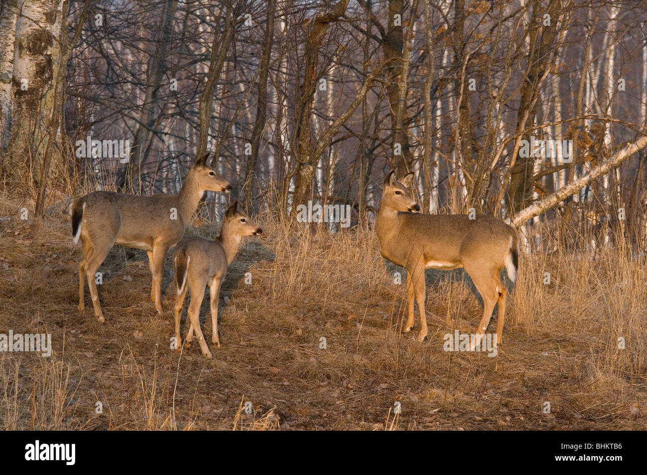 White tail deer doe and buck hi-res stock photography and images - Alamy
