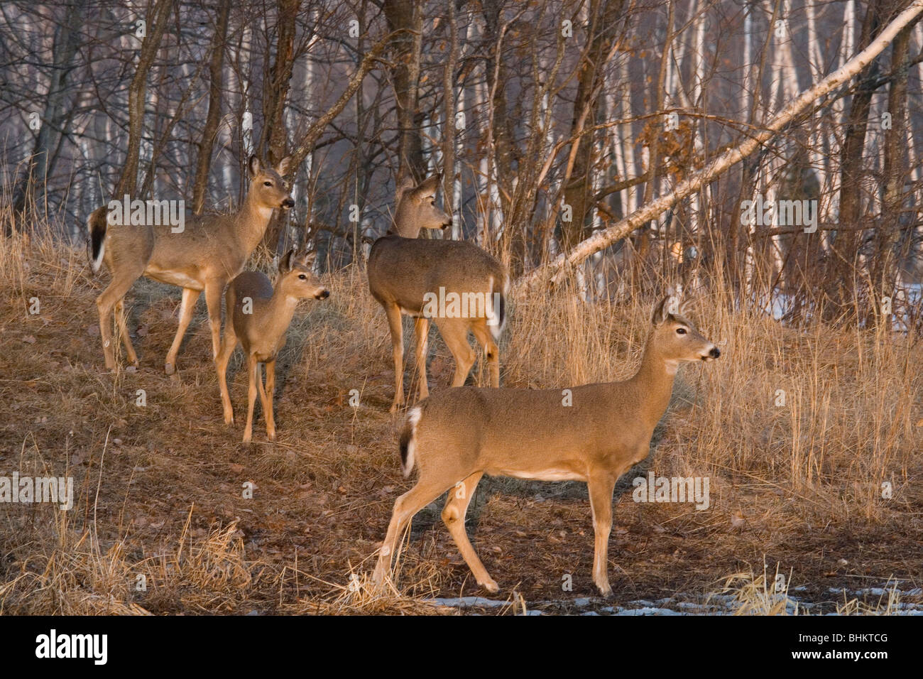 White side spring hi-res stock photography and images - Alamy
