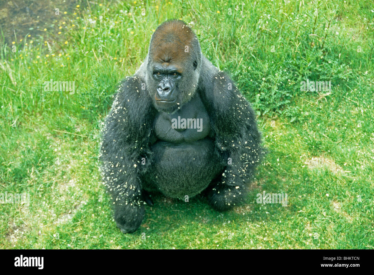 portrait of a silver back gorilla Stock Photo - Alamy