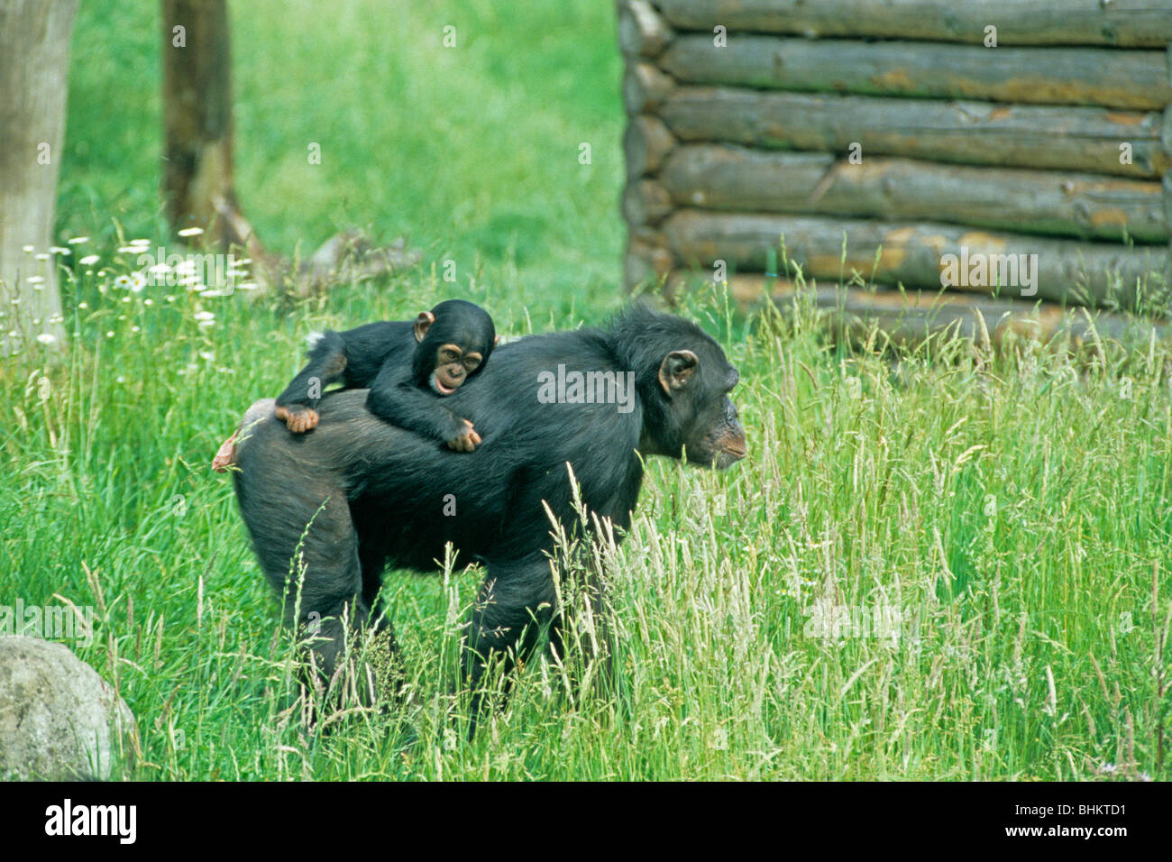 common chimpanzee carrying its child on its back Stock Photo - Alamy