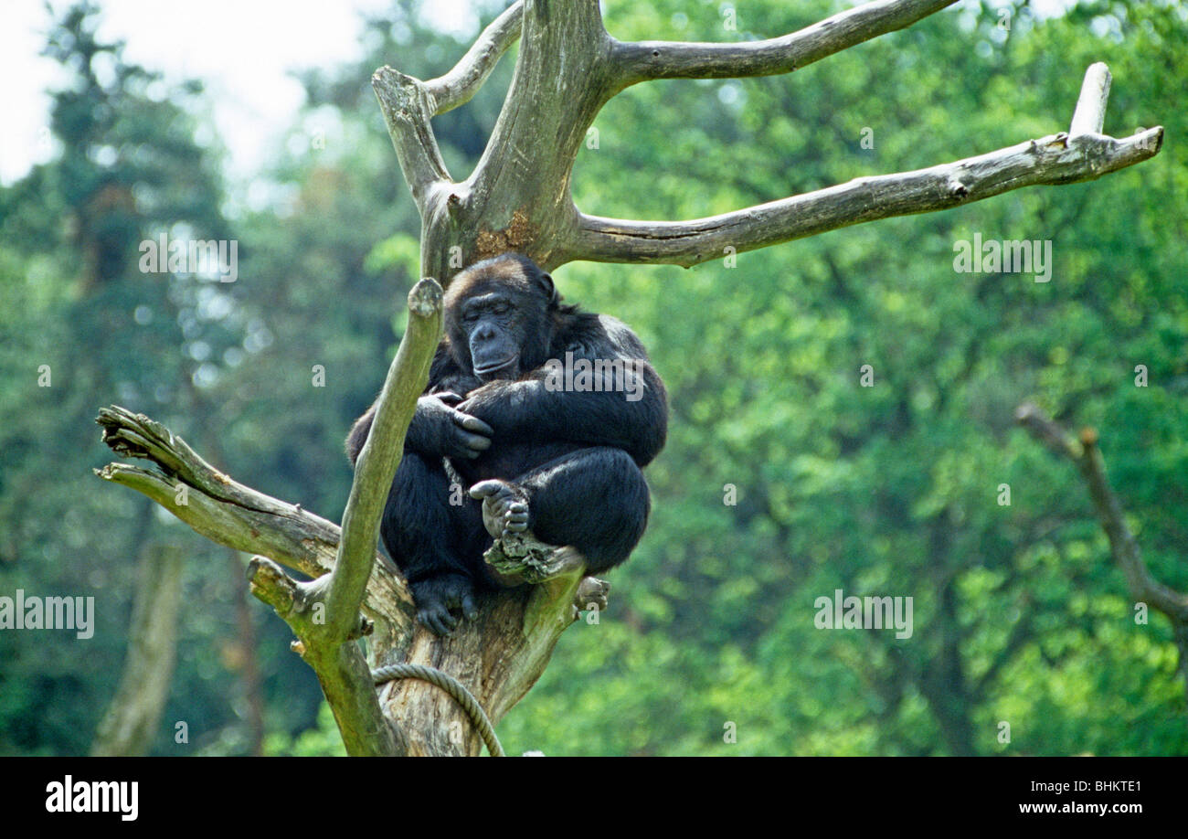 Common chimpanzee rest in tree hi-res stock photography and images - Alamy